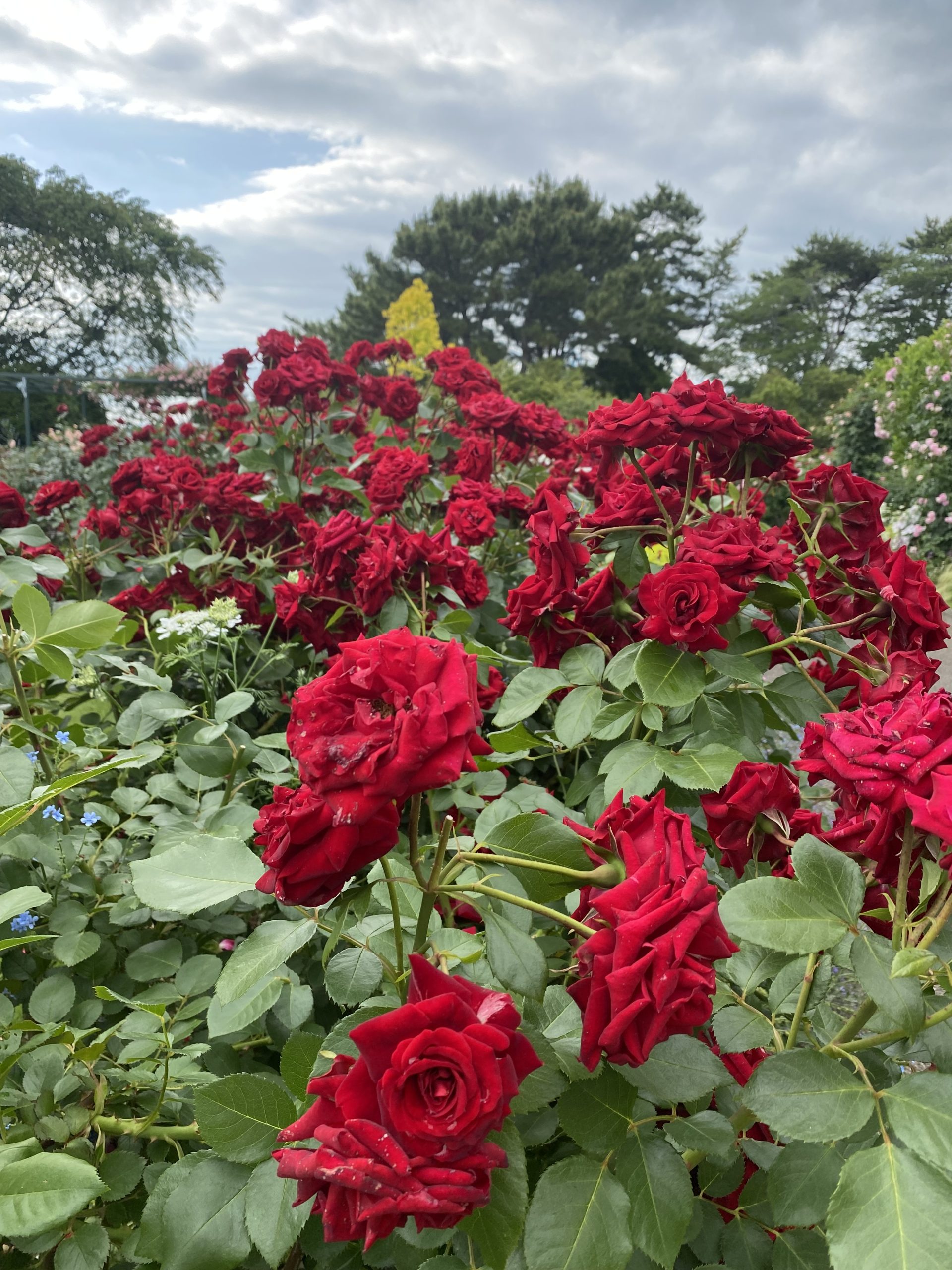 ジェイエスピー・タイムズ VOL.31 | JSPオフィシャルブログ