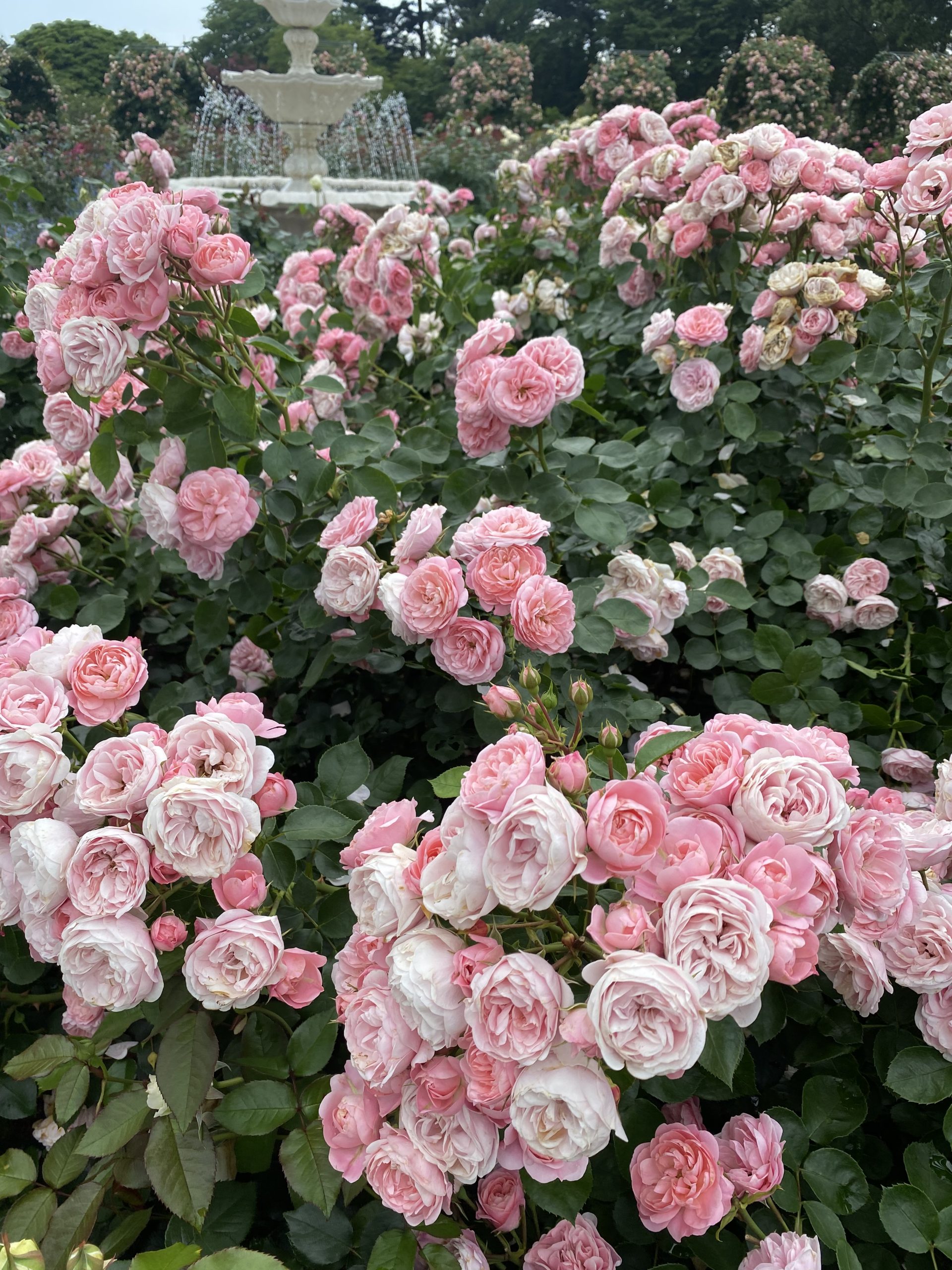 ジェイエスピー・タイムズ VOL.31 | JSPオフィシャルブログ