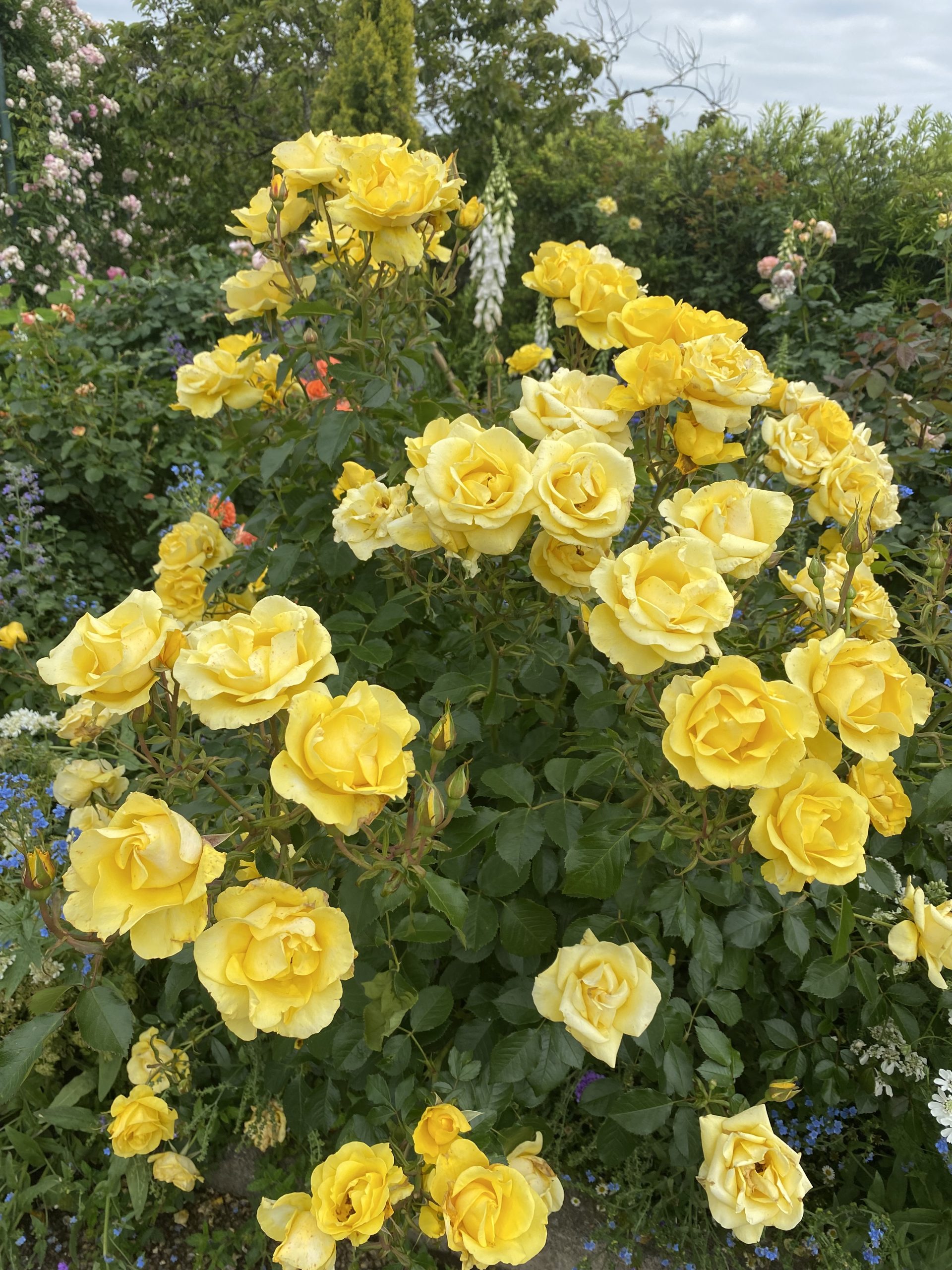 ジェイエスピー・タイムズ VOL.31 | JSPオフィシャルブログ