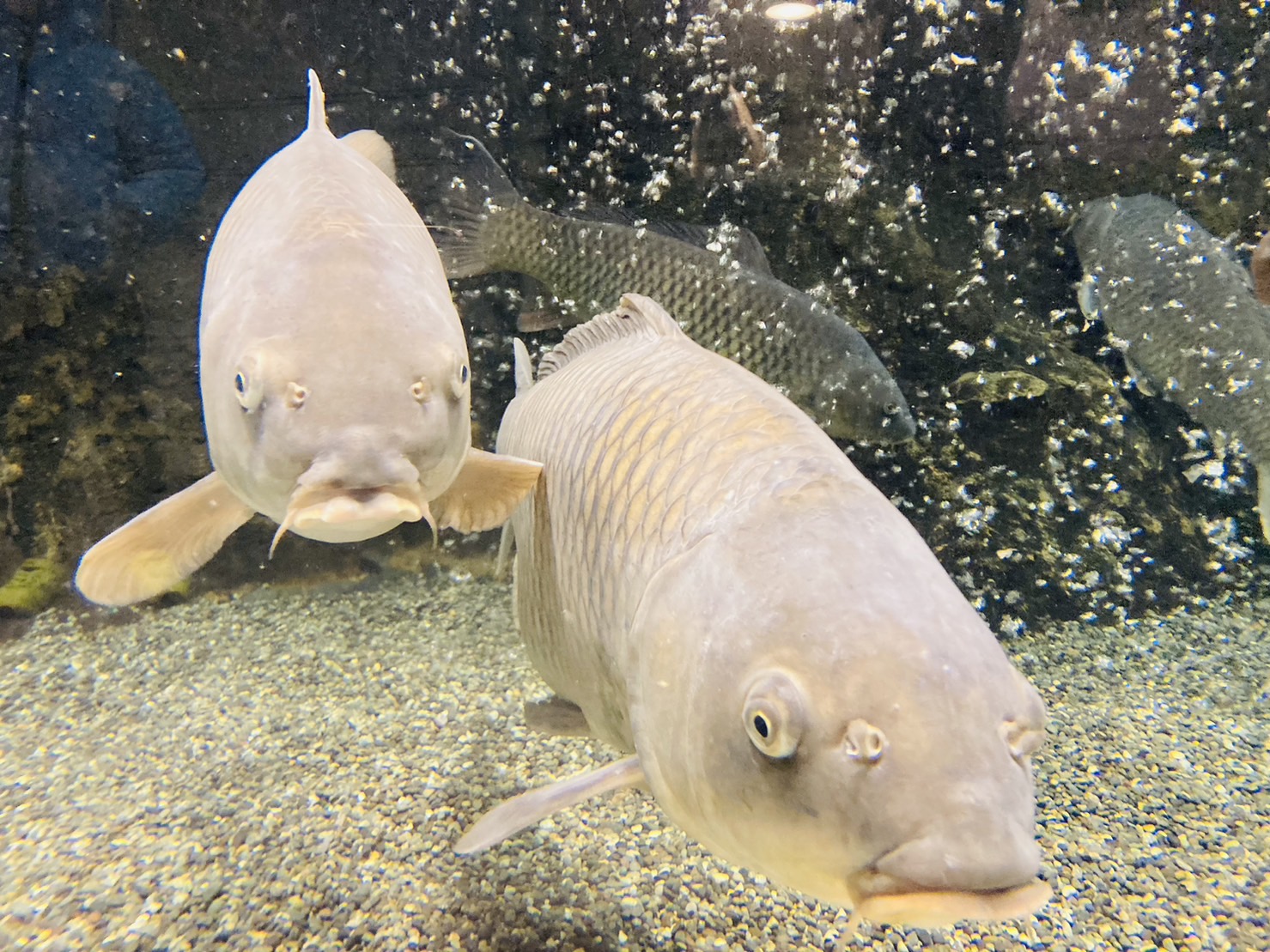 ジェイエスピー・タイムズ VOL.37 | JSPオフィシャルブログ